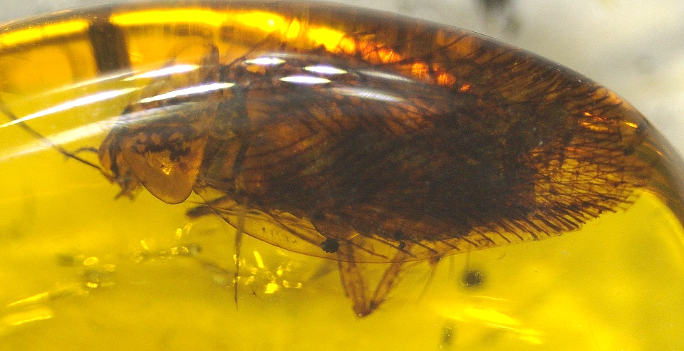 Superb Cretaceous Cockroach with Nice Eyes in Burmese Amber Fossil ...