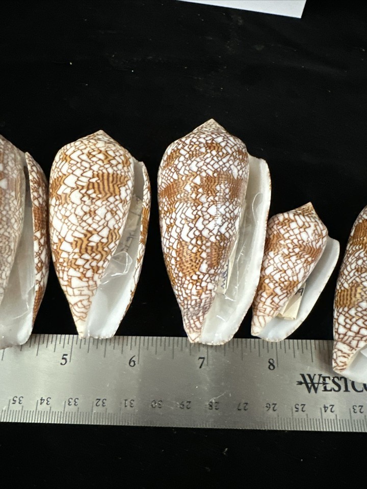Conus Textile Seashells Lot Of 5 2”-3.5” New Guinea (S417) | eBay