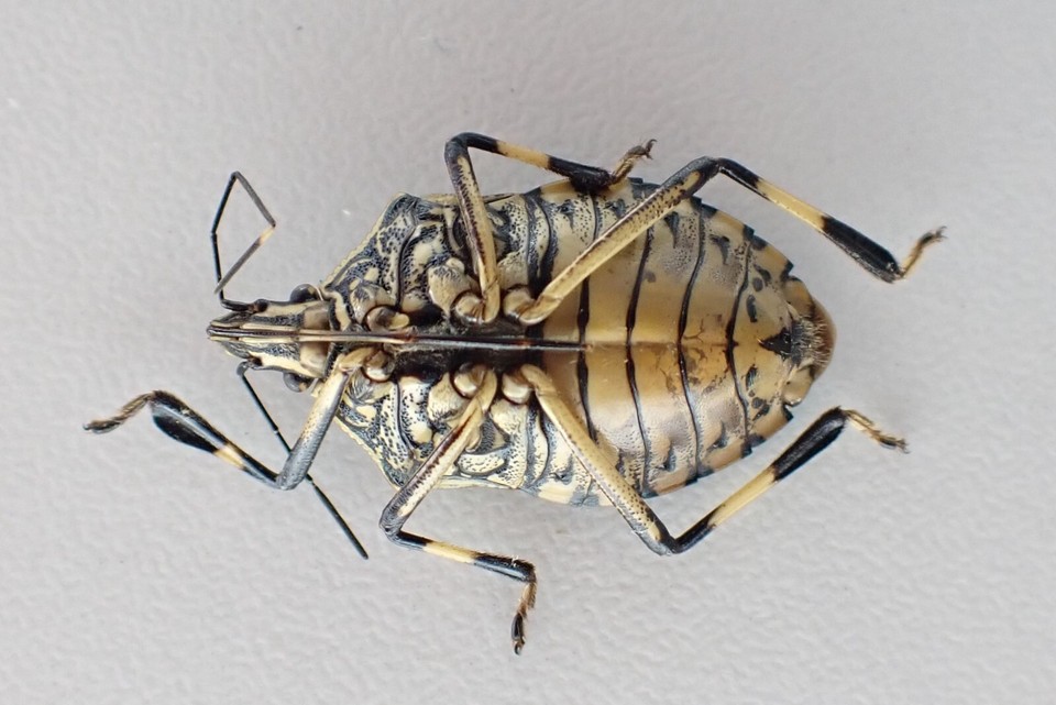 j46066. Insects, Hemiptera sp. Vietnam, Cao Bang. A2 | eBay