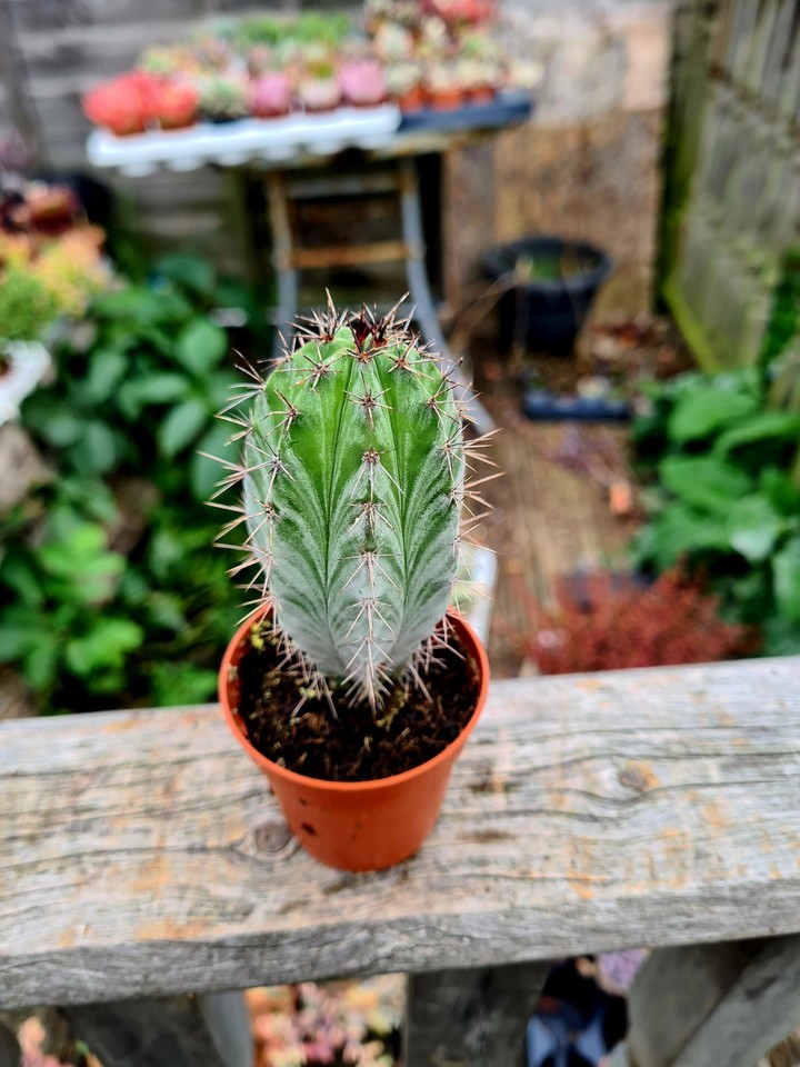 Polaskia Chichipe cactus plant | eBay UK