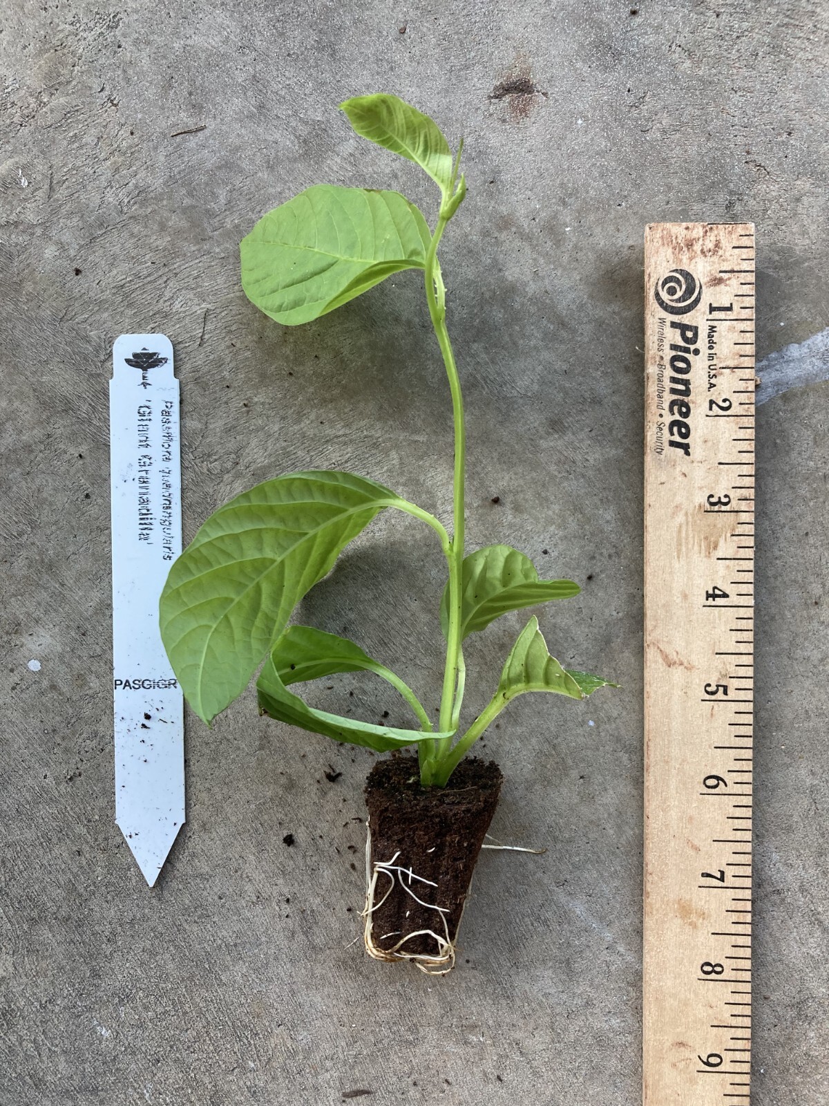 Giant Granadilla Passion Fruit (P. quadrangularis) - TC Plant/Plug - 3 ...