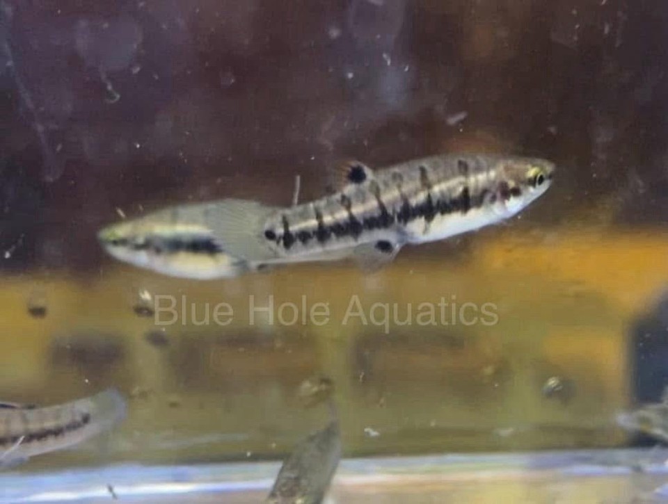 2 Pairs Least Killifish (Heterandria formosa) Captive Bred, Live Fish ...