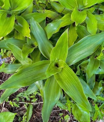 planta canasta (callisia fragrans) 1 Plant | eBay