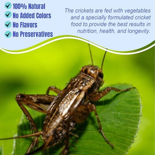 Natural Dried Crickets - Food for Bearded Dragons, Wild Birds, Chickens ...