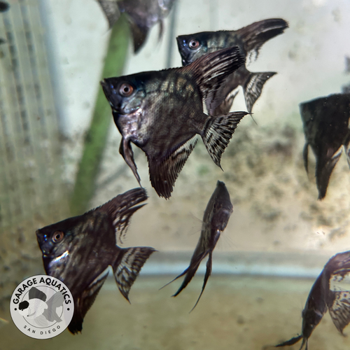 Live Fancy Fish – Leopard Angelfish Stunning Rare Line-Bred ...