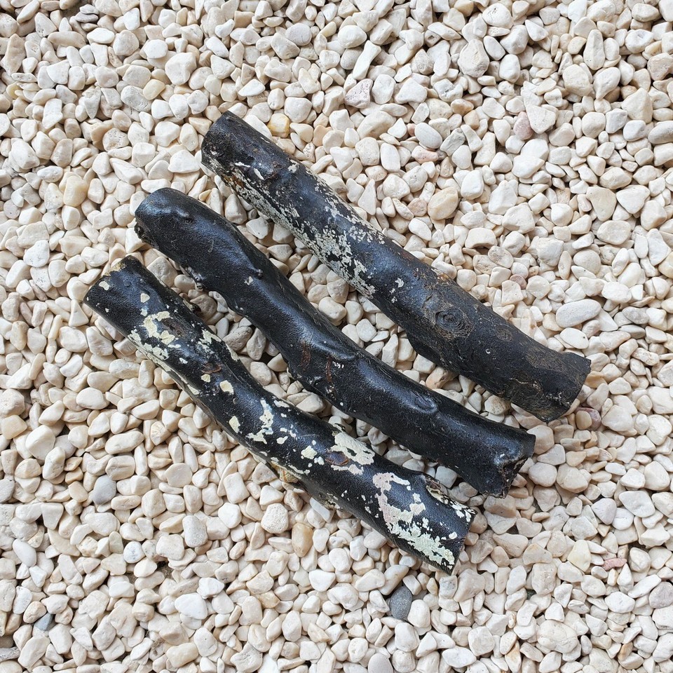 286 Grams Genuine Natural Raw Black Coral Branch Indonesian Sea Willow ...