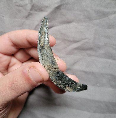 Rare Peccary Mammal Tusk Fossil Tooth From The Famous Leisey Shell Pit ...
