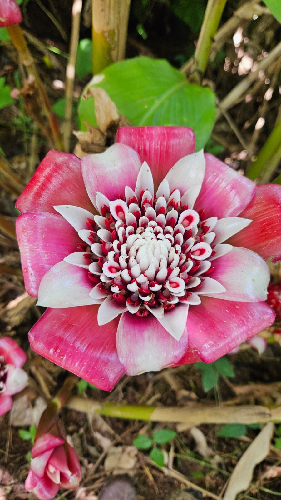 1 Malay rose torch ginger rhizome, Large, Etlingera venusta. Fresh ...