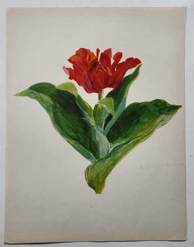 Arlette Davids Lithograph Color Plate Vuurbaak Tulip Botanical Vintage ...