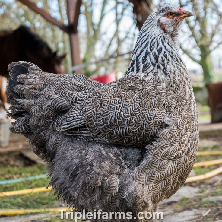 6+ GIANT LARGE FOWL ~DARK BRAHMA~ fertile chicken hatching eggs ~GENTLE ...