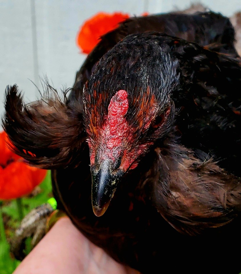 ARAUCANA FERTILE EGGS 12+ Standard size Multi colored flock! | eBay