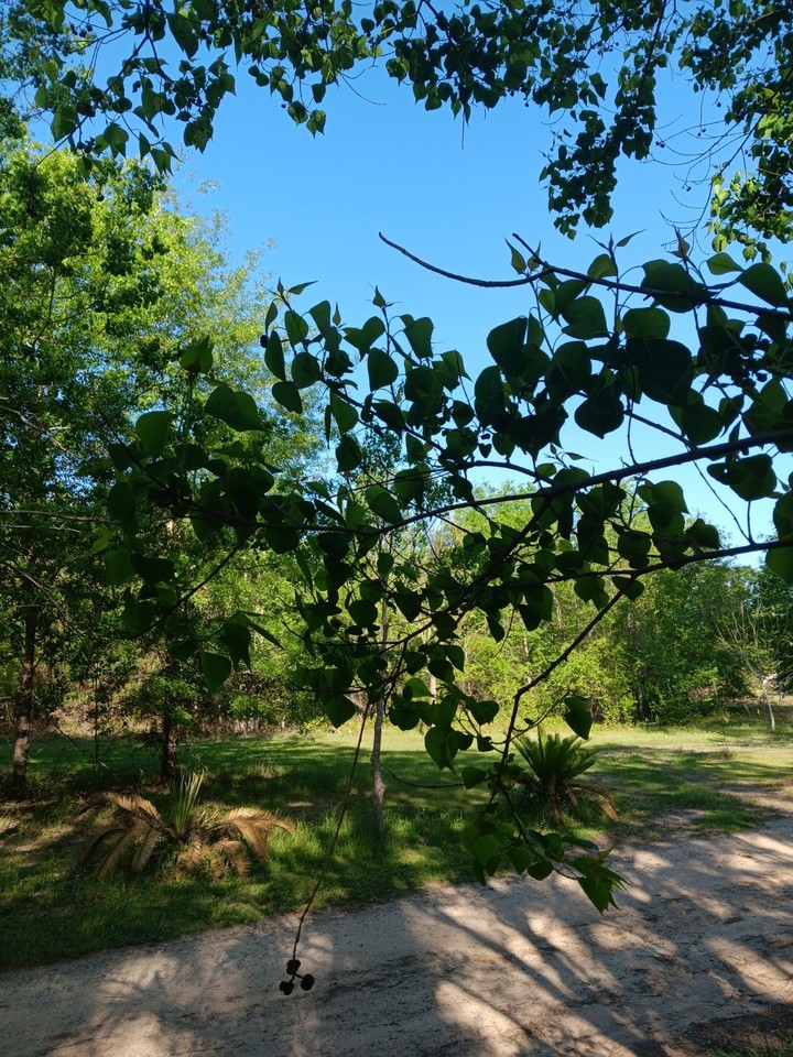 LIVE 2ft CHINESE TALLOW TREE POPCORN CHICKEN FLORIDA ASPEN TRIADICA ...