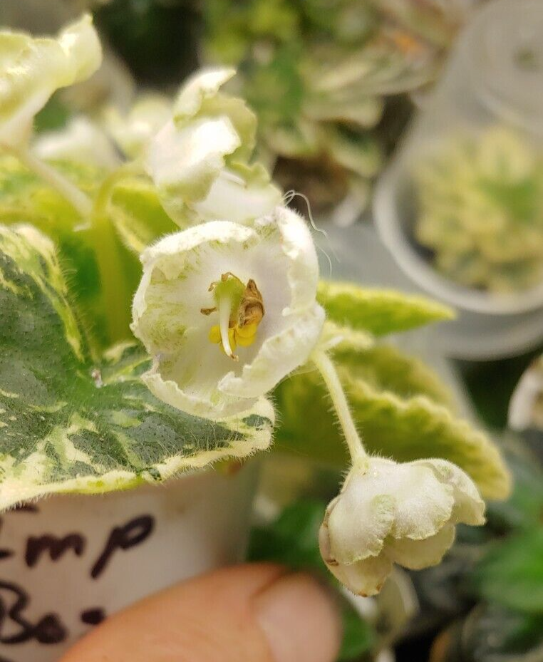 African Violet Plant -- Imp's Bog Bubbles ~ variegated semi ~ Actual ...