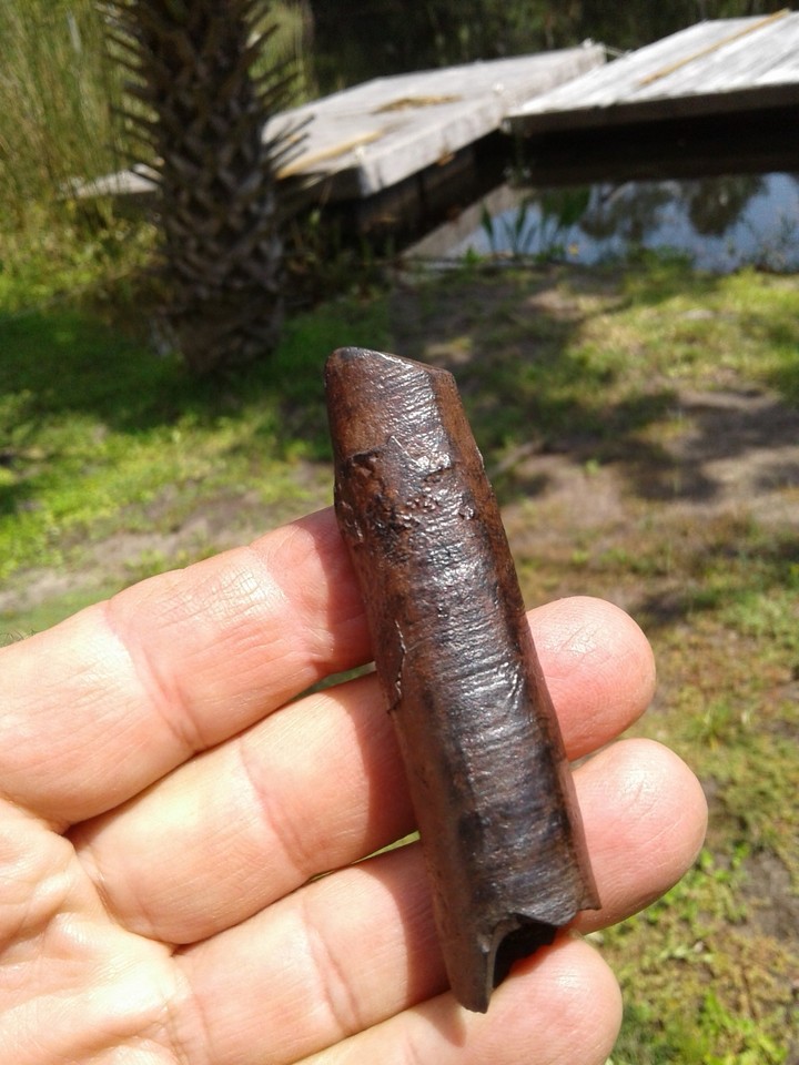 Gorgeous Jumbo 3 Inch Sloth Tooth Extinct Florida Ice Age Fossil Mammal ...