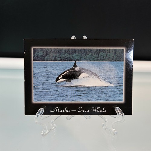 Alaska Orca Whale Vintage Real Photo Postcard Photo By John Hyde | eBay