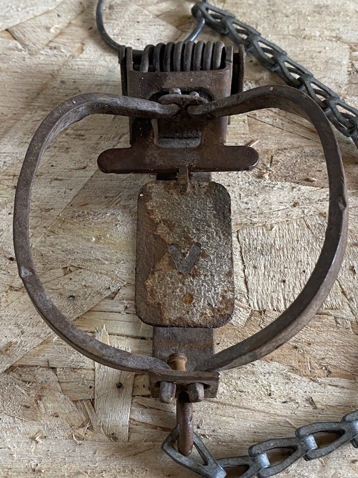 Victor? No. 1 Easy Set Single Coil Spring Trap Weasel Muskrat Mink Barn ...