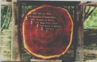 Muir Woods 1930s Redwood Slice Rings Growth Postcard Mill Valley ...