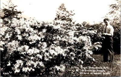 RPPC Postcard Man in Oregon State Azalia Azalea Park Brookings Oregon ...
