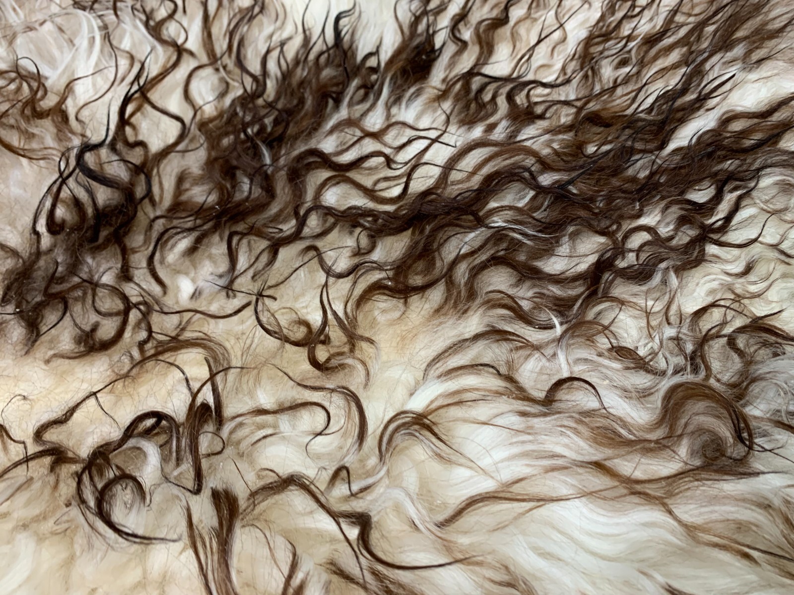 Icelandic Curly Mouflon Brown Pelt Throw Blanket Hide Genuine Sheepskin ...