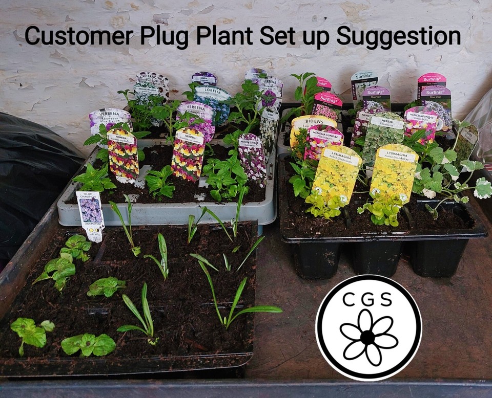 ×6 LRG Geranium Variegated Mrs Pollock Plug Plants Red Pelargonium PRE ...