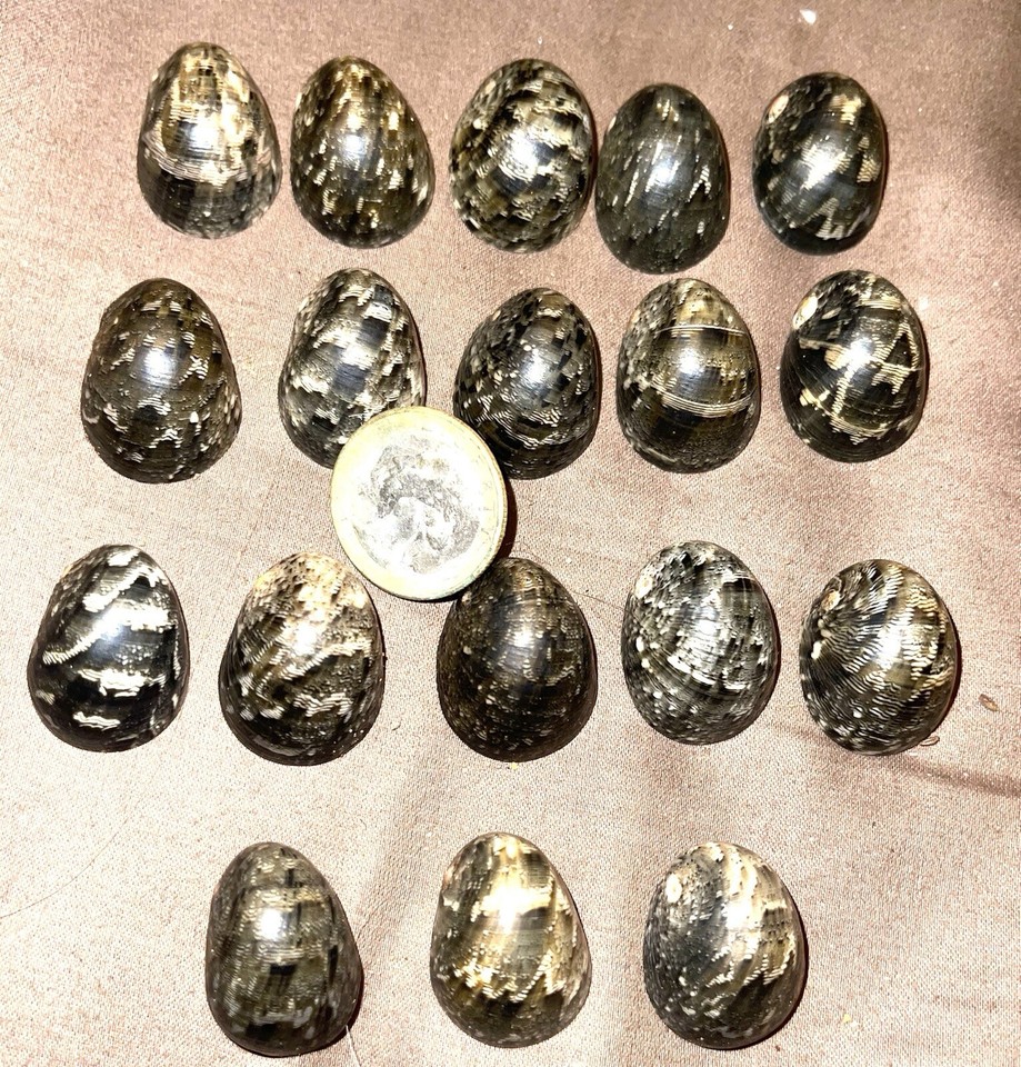 Kupee Hawaiian Seashells Nerite Polita 18 XL Bracelet Merrie Monarch | eBay