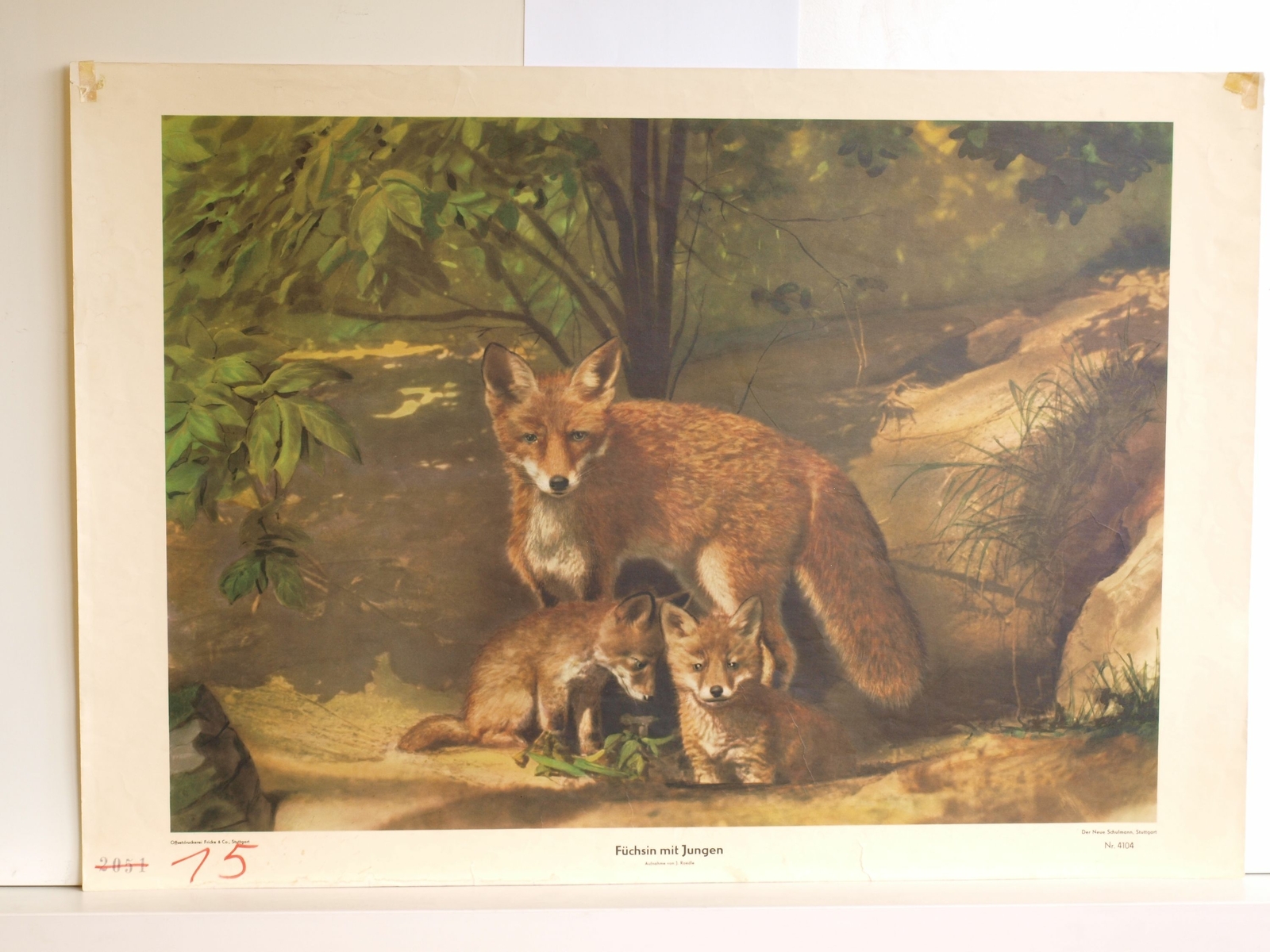 Vixen With Boys Red Fox Predator Vulpes 1959 Schulwandbild Wall Picture ...