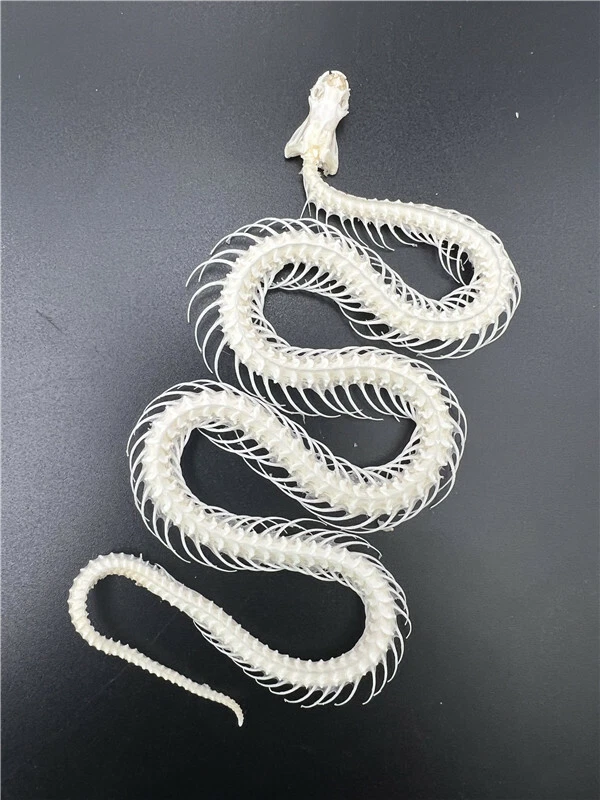 Snake Skeleton