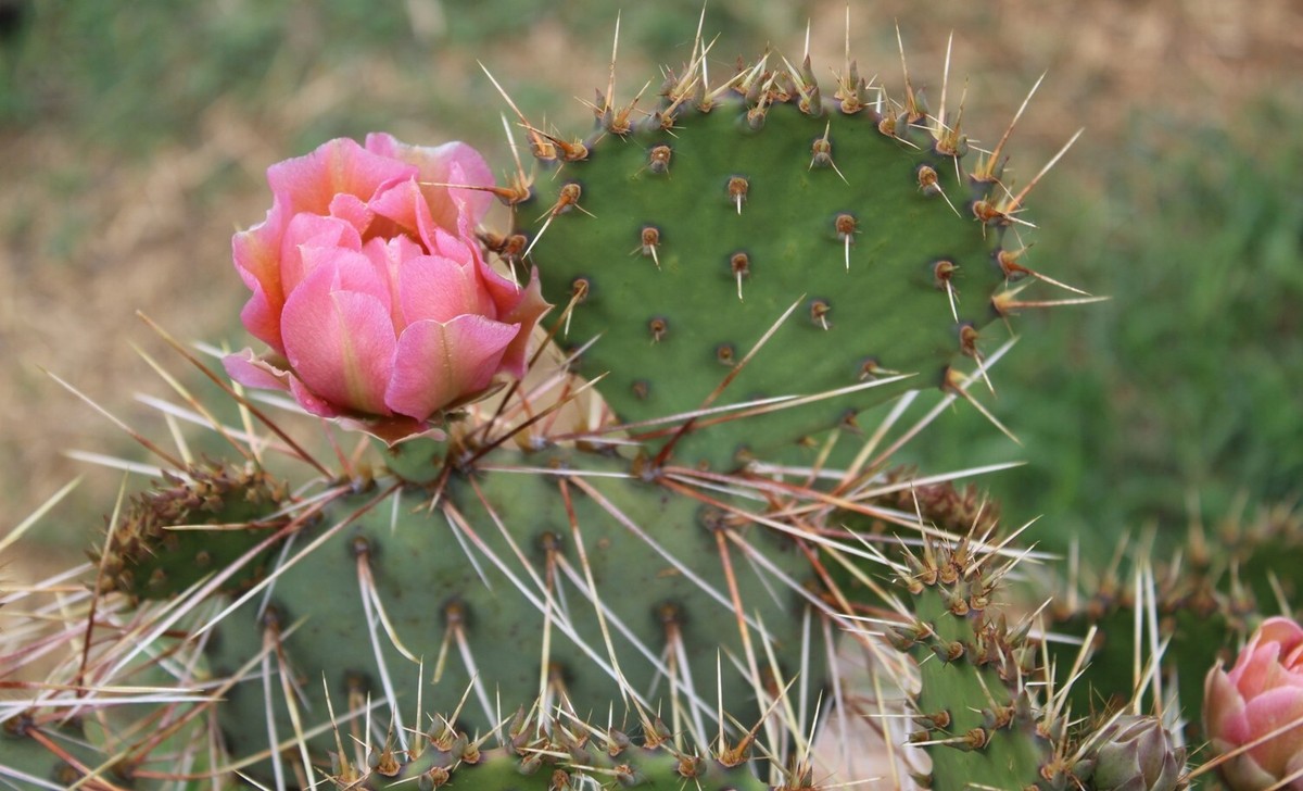 Oklahoma Cacti Echinocereus Oklahomensis