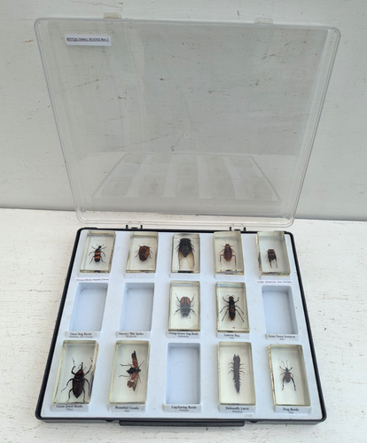11 x National Geographic Real Life Bugs Insects in Resin Collection + 1 ...