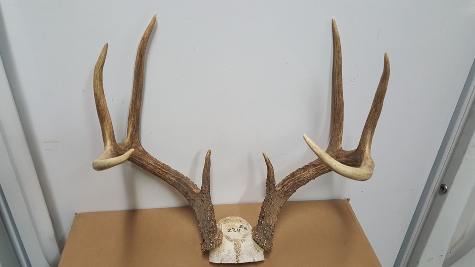 NICE TALL 4x4 WHITETAIL DEER RACK 123-3 Antlers mule mount taxidermy ...