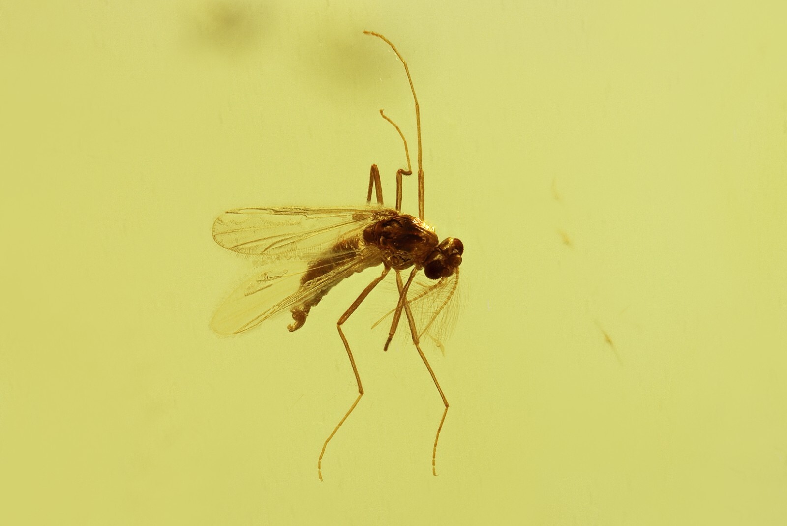 Nice True midge Chironomidae. Fossil insect in Baltic amber #12351 | eBay