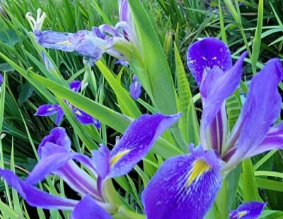 PURPLE Iris Bulbs for Planting Easy to Grow Perennial Iris aquatic Pond ...