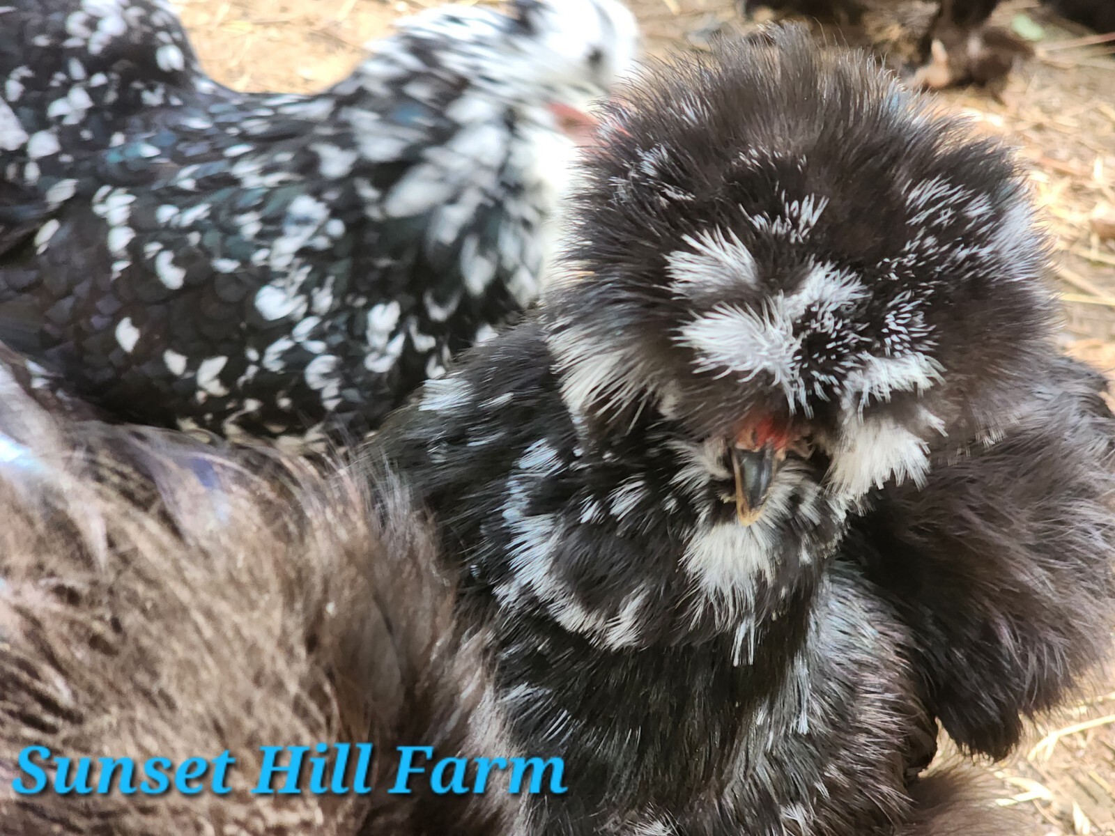 Silkie Hatching Eggs Mottled 6, Satin, Showgirl, Frizzle NPIP & AI ...