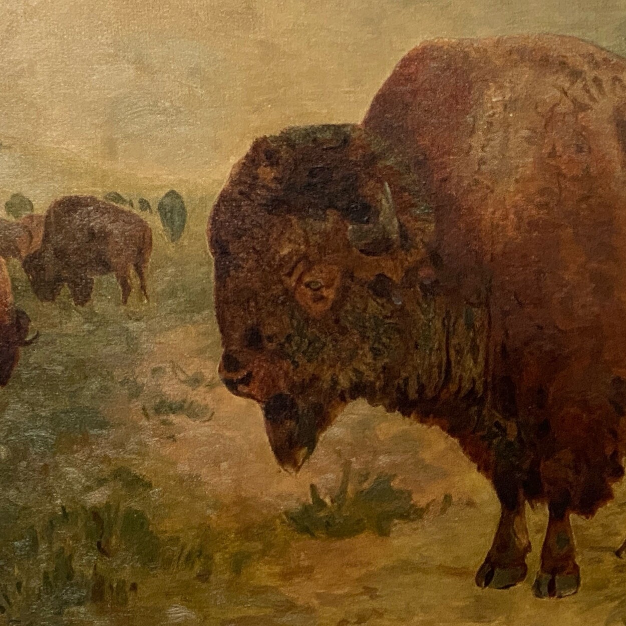 Antique JOHN (JACK) DARE HOWLAND Oil Painting, Buffalo/Bison Herd 19th ...