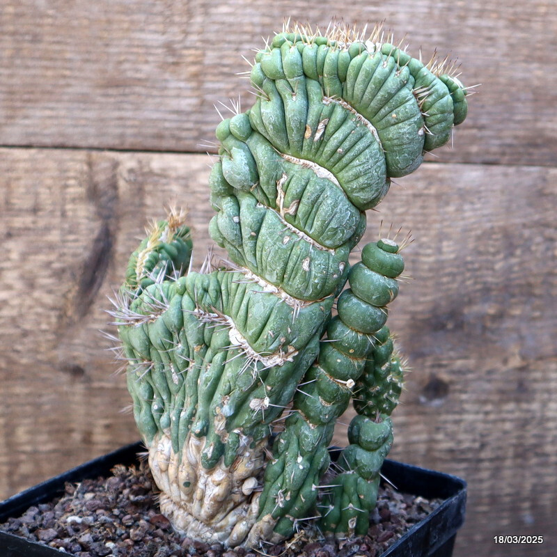 D1465 EULYCHNIA CASTANEA CRESTED pot12-H18-W13 cm MaMa Cactus | eBay