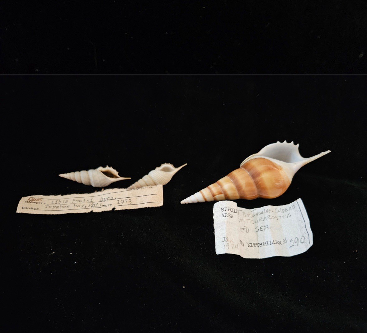 Seashells Tibia Powisi Lot of 2 , Tibia Insulae Lot of Three Shells Total (S113 | eBay