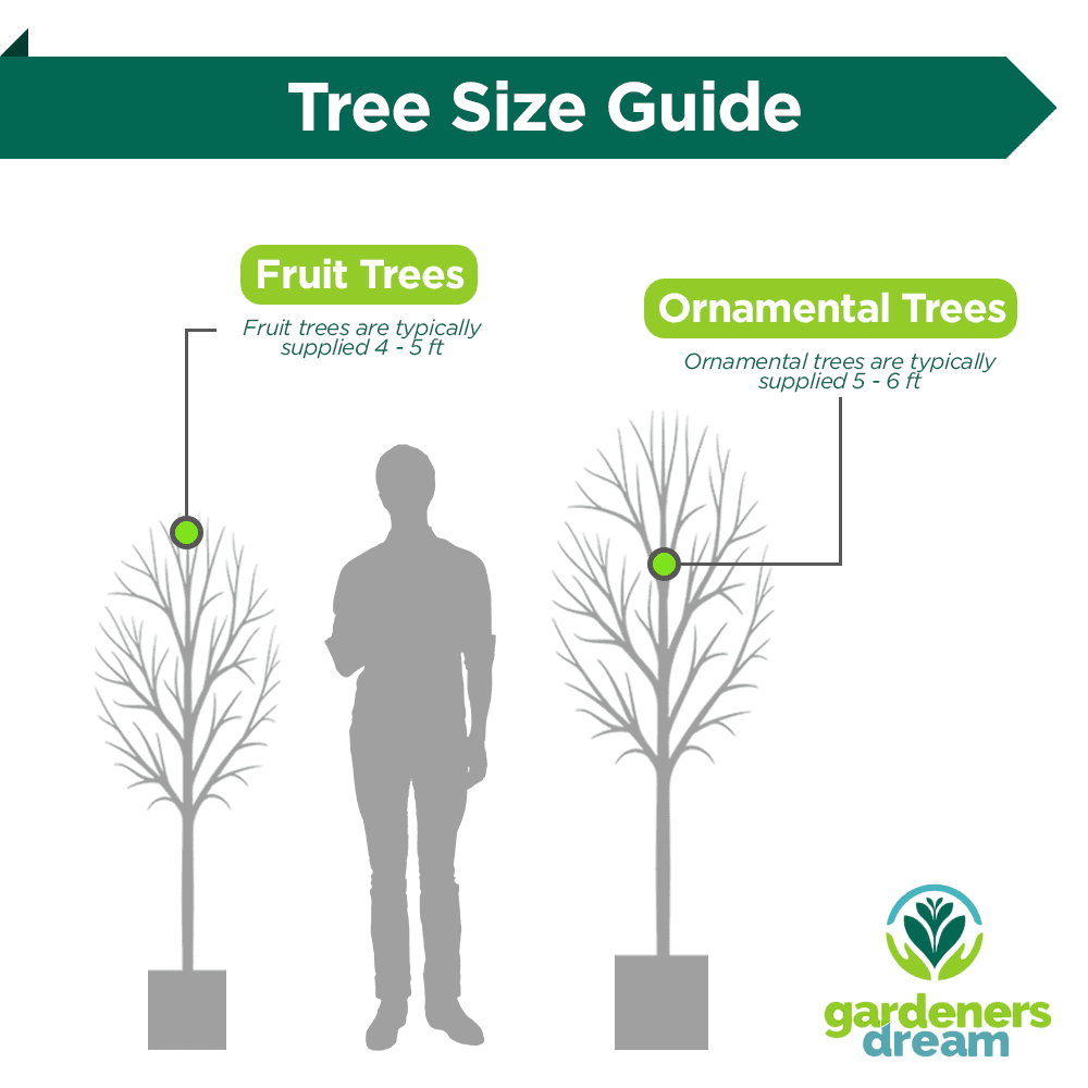 Prunus cerasifera 'Spring Glow' | Premium Ornamental Deciduous Tree | 4 ...