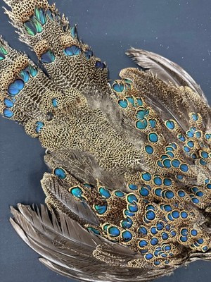 RARE Malayan Peacock Pheasant Bird skin | eBay