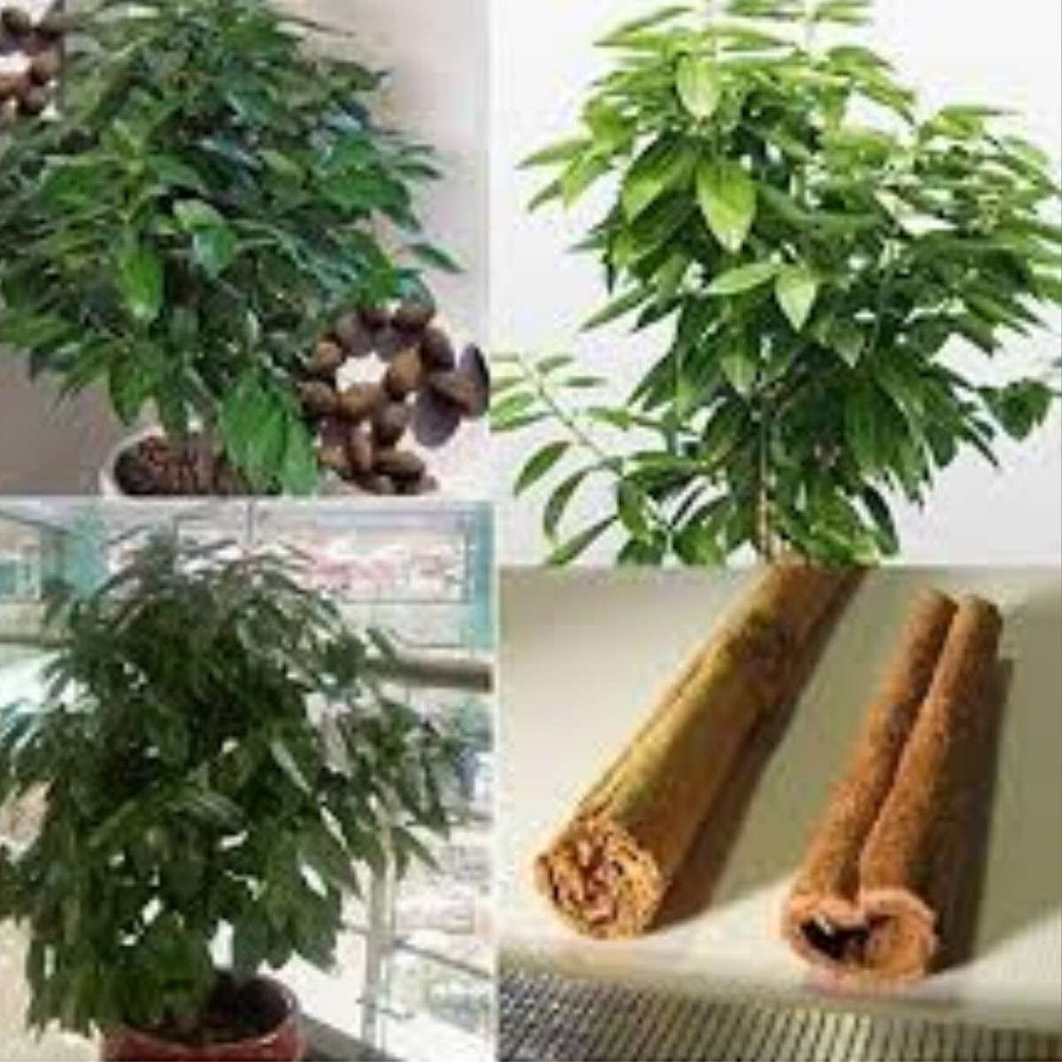 Indoor Cinnamon Tree