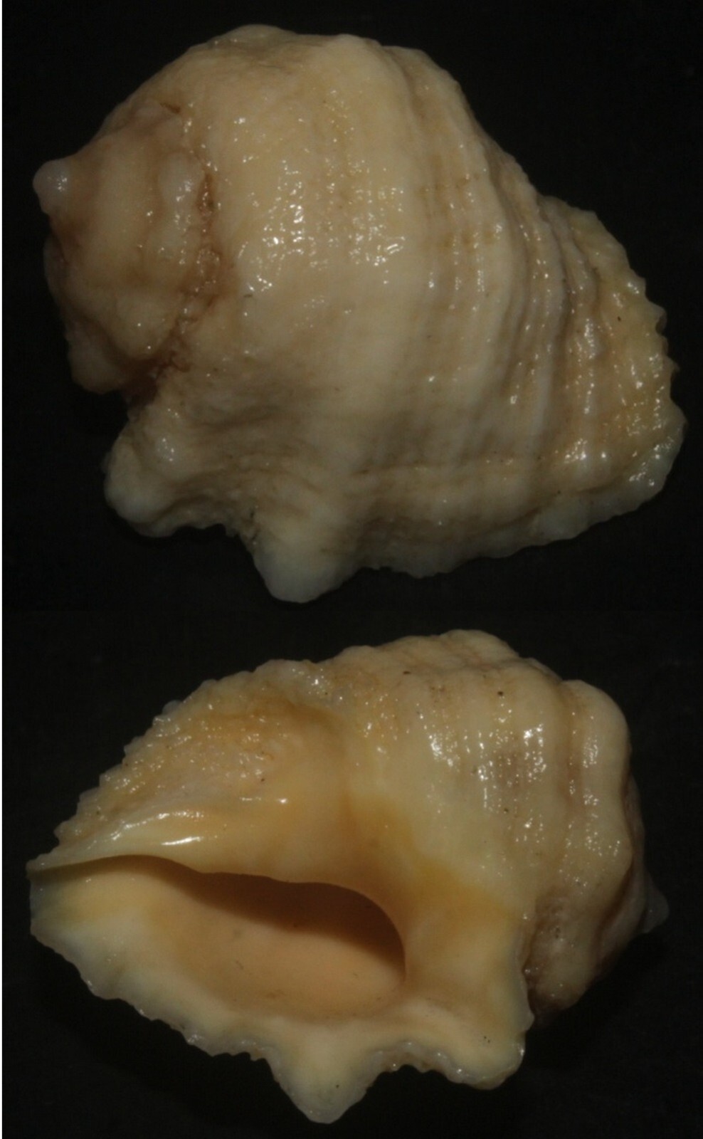 Tonyshells Seashells Drupa grossularia FINGER DRUPE 21.5mm F+++, superb ...