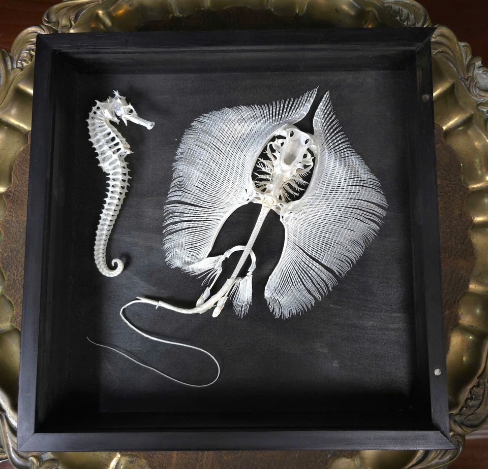 Real Stingray Skeleton, ray, manta taxidermy, Stingray Barbs, anatomy ...
