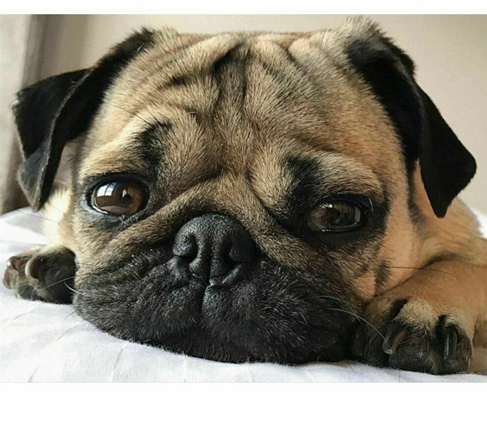 Sad Cute Puppy Faces