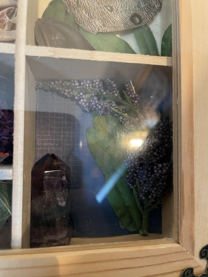 Oddities & Curiosities Shadow Box Display Dark Academia Morbid Decor ...