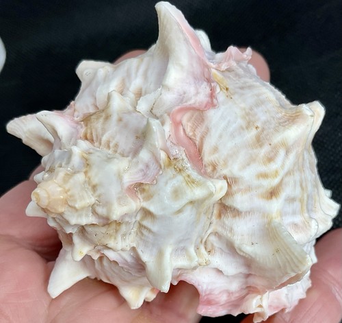 Large Pink Rambose Murex SeaShell Ocean Spikey Shell Rare 95mm | eBay