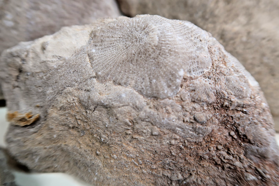 Lot /Collection #4 - FOSSILS ROCKS+ from Sandy Creek, Ohio - 10 ...