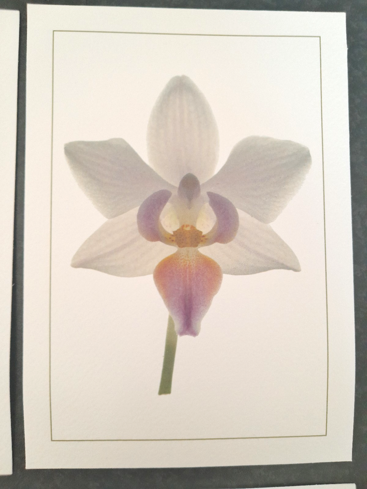 3 Packs Six Single Flower Stem Greetings Cards Envelopes & Gift Tags ...