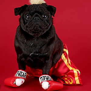 Knockout Cards and Collectibles | eBay Stores