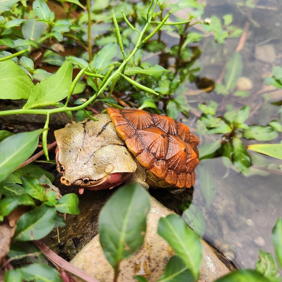 Animal Heavenly Body Matamata Turtle Chelus fimbriata Statue | eBay