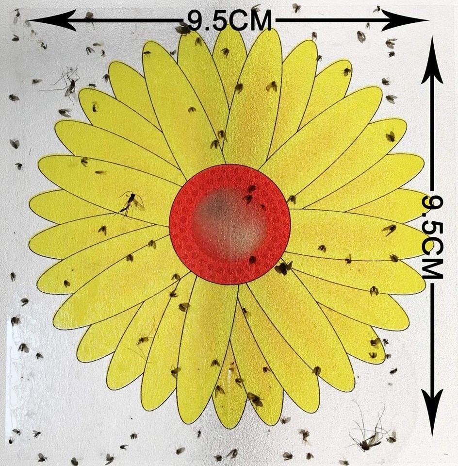 Fly Catcher Insect Trap Killer Bug Flies Wasp Sticky Window Stickers ...