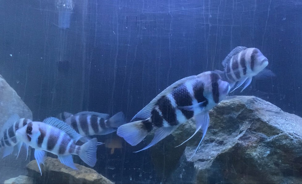 Baby Frontosa Cichlid Best Tanganyikan Cichlid – Natural Environment